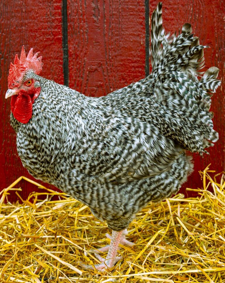 Cuckoo Maran Chickens For Sale | Dark Brown Egg Layers | Cackle Hatchery®