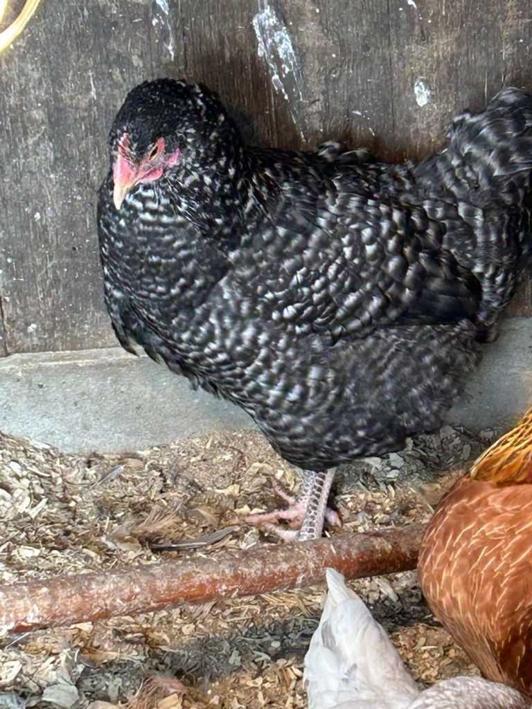 Cuckoo Maran Chickens For Sale | Dark Brown Egg Layers | Cackle Hatchery®