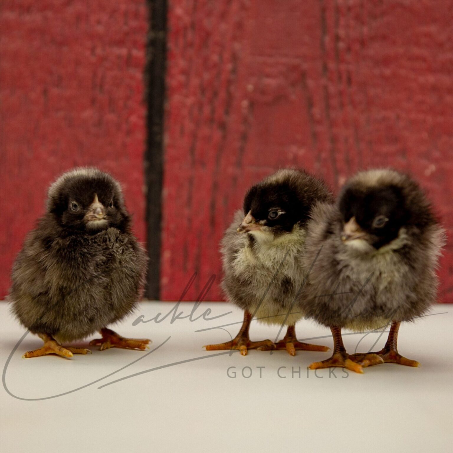 Cuckoo Maran Chicks | Dark Brown Egg Layers | Cackle Hatchery®