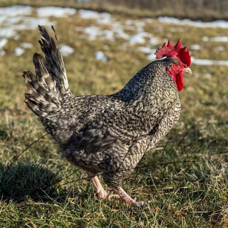 Cuckoo Maran Chicks | Dark Brown Egg Layers | Cackle Hatchery®