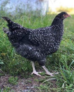 Cuckoo Maran Chicks | Dark Brown Egg Layers | Cackle Hatchery®