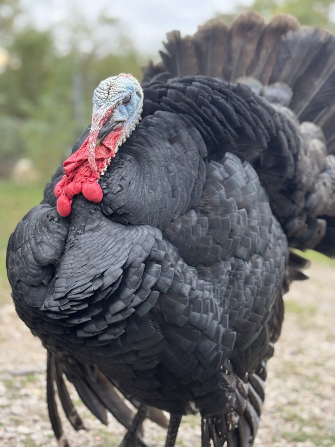 Black Spanish Turkey Poults for Sale | Cackle Hatchery®