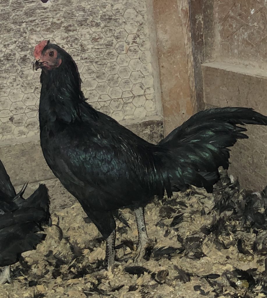 Dark Aseel (Asil) Chicken - Chicks for Sale | Cackle Hatchery®