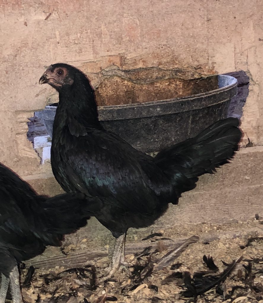 Dark Aseel (Asil) Chicken - Chicks for Sale | Cackle Hatchery®