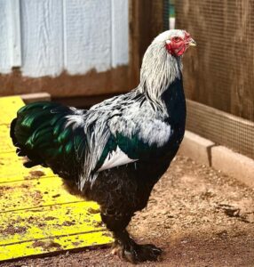 Dark Brahma Chickens Baby Chicks For Sale Cackle Hatchery