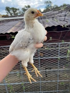 Delaware Chickens - Brown Egg Layers | Cackle Hatchery®