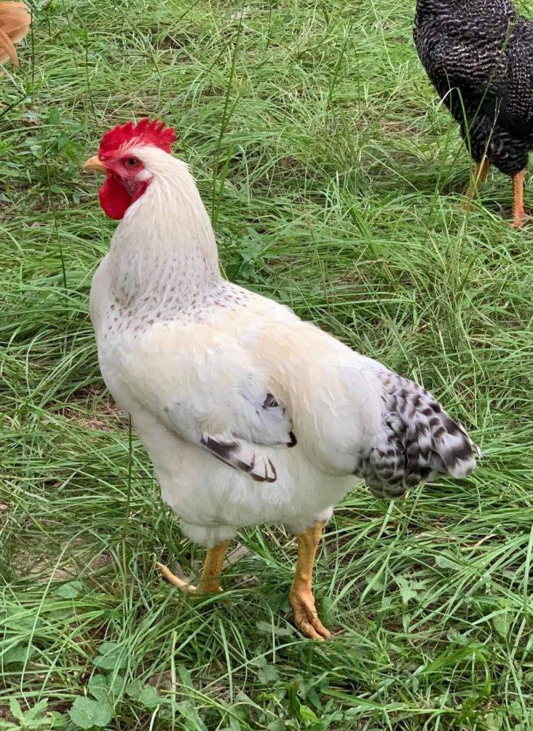 Delaware Chickens - Brown Egg Layers | Cackle Hatchery®