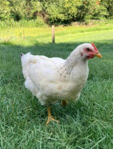 Delaware Chickens - Brown Egg Layers | Cackle Hatchery®