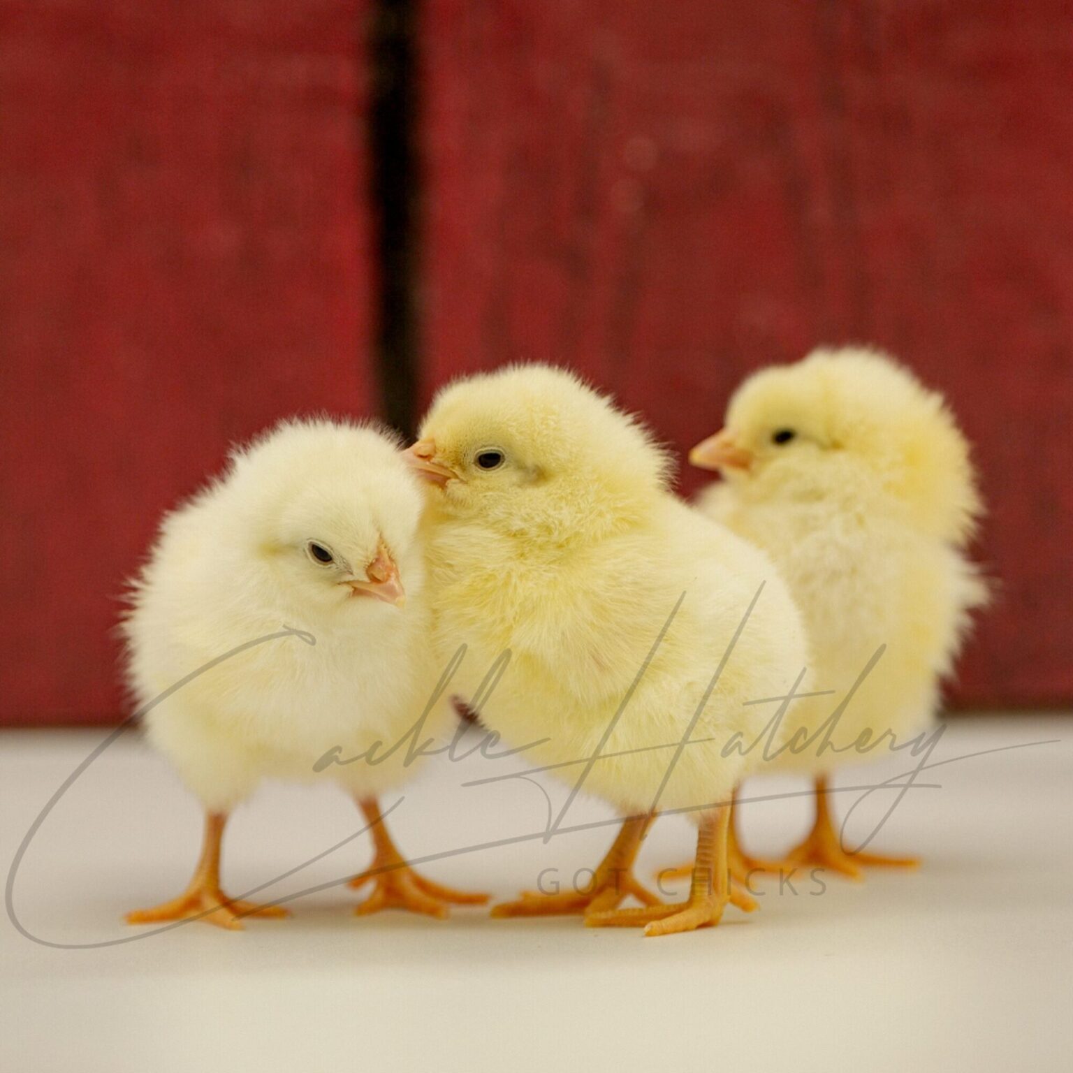 Delaware Chickens - Brown Egg Layers | Cackle Hatchery®