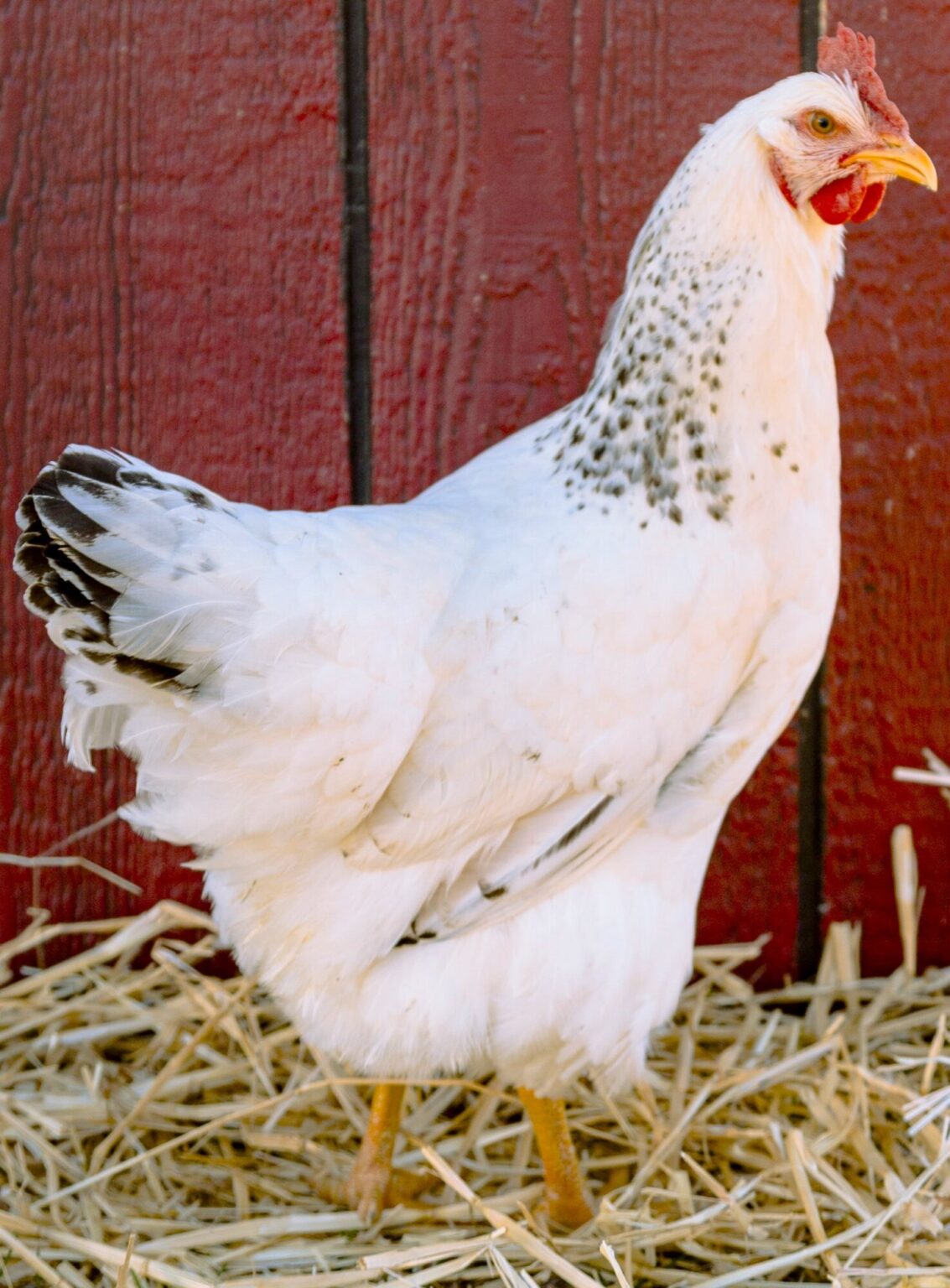 Delaware Chickens - Brown Egg Layers | Cackle Hatchery®