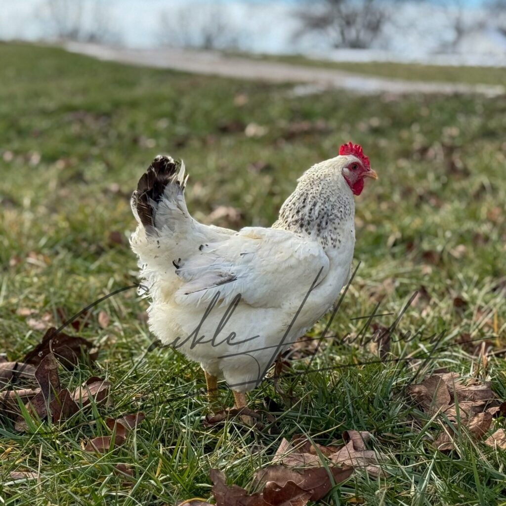 Delaware Chickens - Brown Egg Layers | Cackle Hatchery®