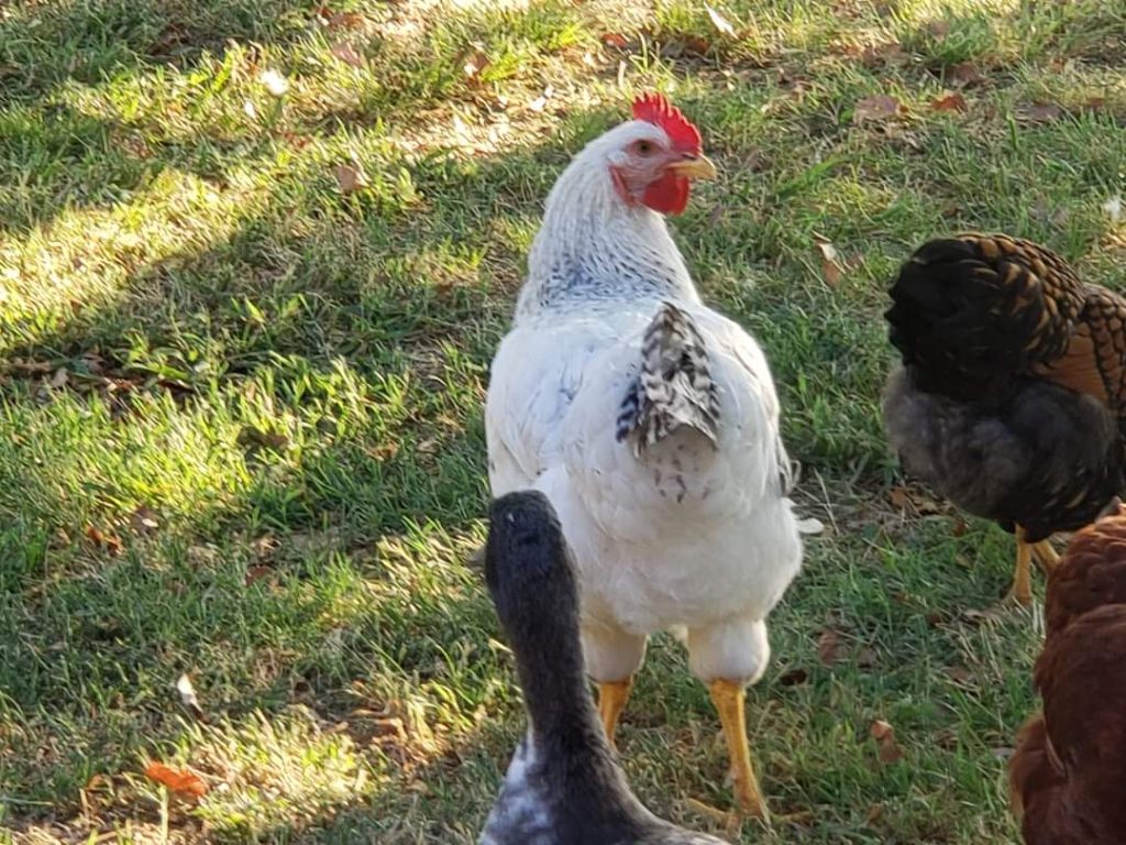 Delaware Chickens - Brown Egg Layers | Cackle Hatchery®