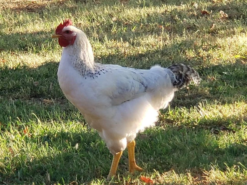 Delaware Chickens - Brown Egg Layers | Cackle Hatchery®