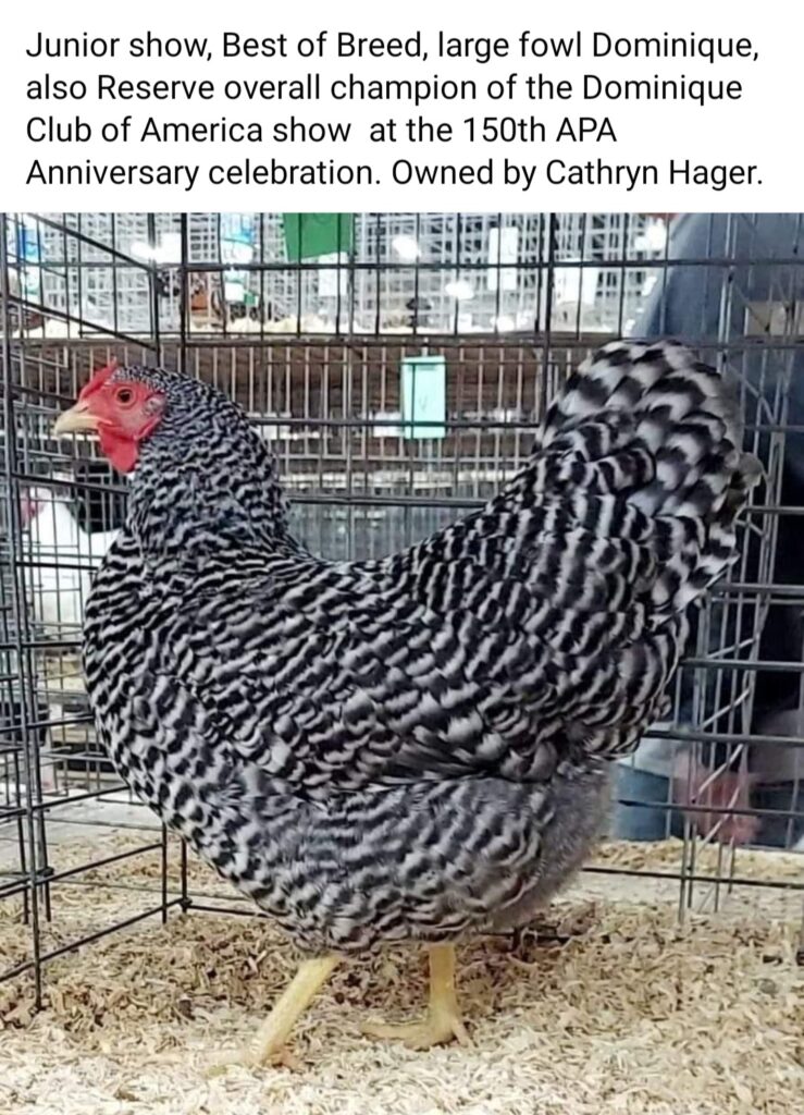 Dominique Chicken Breeds For Sale | Cackle Hatchery®