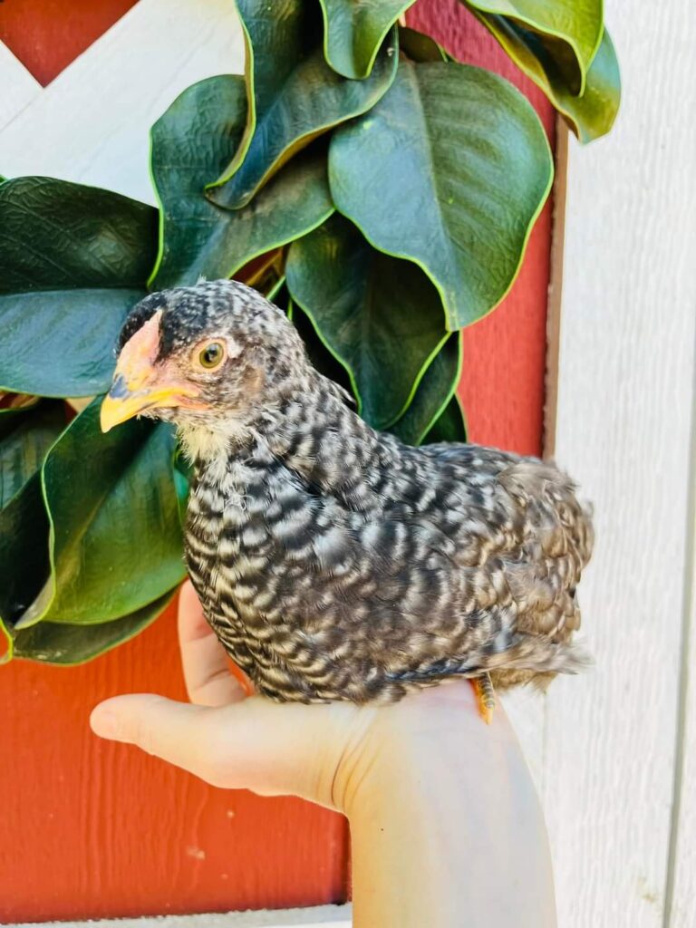 Dominique Chicken Breeds For Sale | Cackle Hatchery®