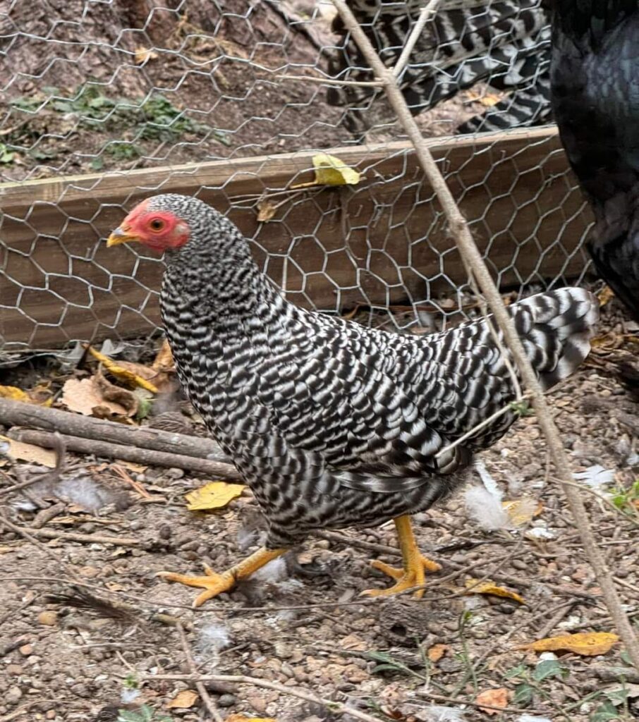 Dominique Bantam - Bantam Chickens for Sale | Cackle Hatchery®