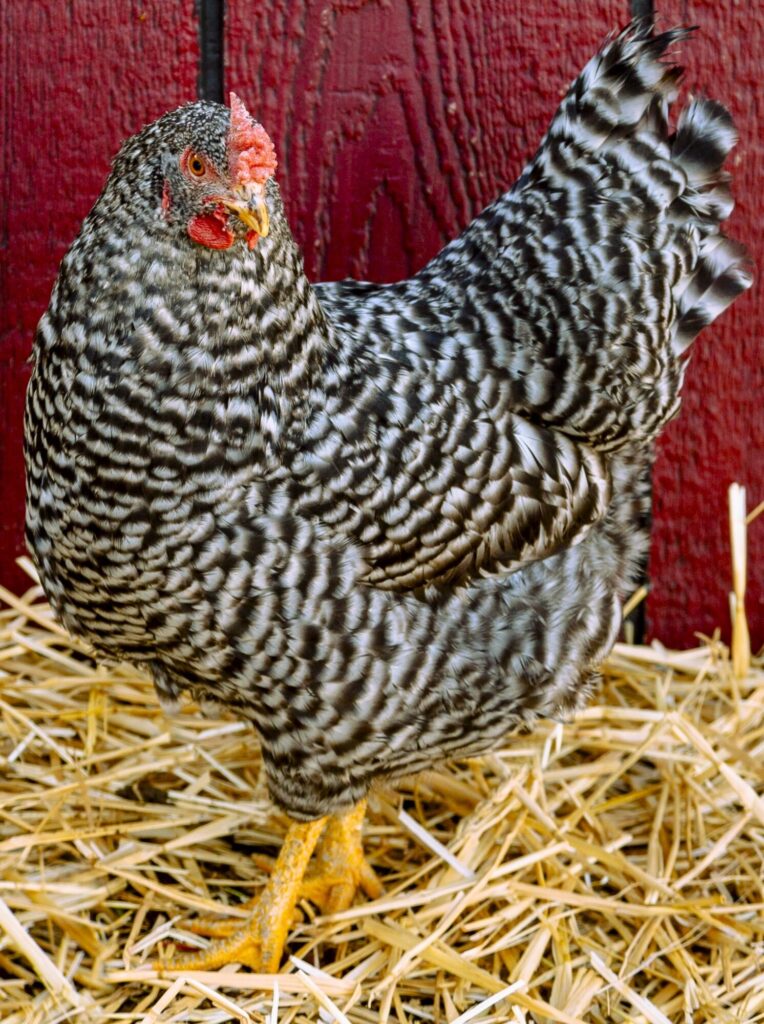 Dominique Chicken Breeds For Sale | Cackle Hatchery®