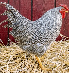 Dominique Chicken Breeds For Sale | Cackle Hatchery®