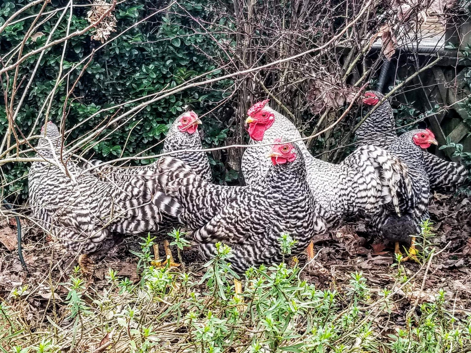 Dominique Bantam - Bantam Chickens for Sale | Cackle Hatchery®