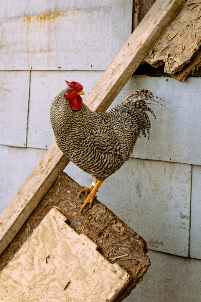 Dominique Chicken Breeds For Sale | Cackle Hatchery®