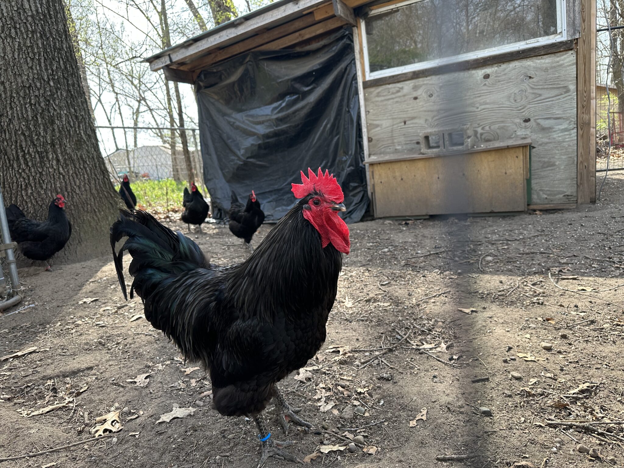 Black Australorp Chickens - Chicks for Sale Online | Cackle Hatchery®