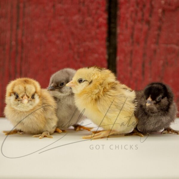 Easter Egger™ Bantams - Baby Chicks for Sale | Cackle Hatchery®