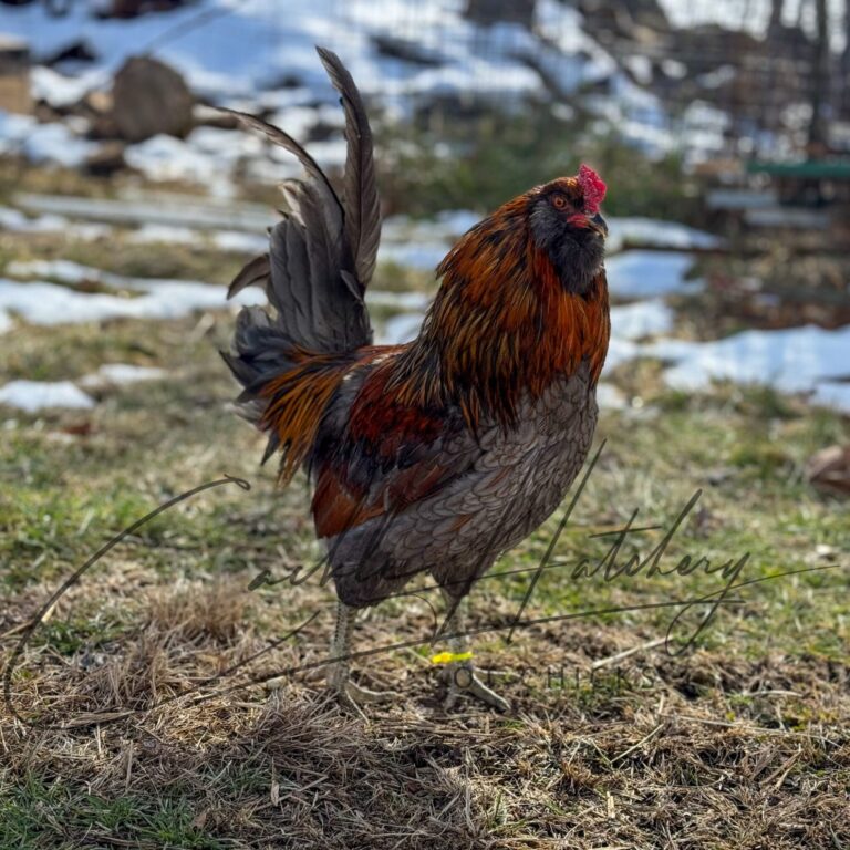 Easter Egger Chickens & Baby Chicks for Sale | Cackle Hatchery®
