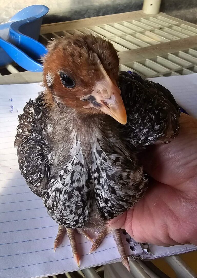 Egyptian Fayoumis Chickens - Day Old Chicks (Fowl) | Cackle Hatchery®