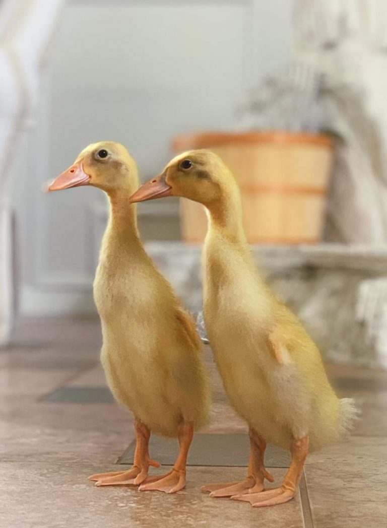 Fawn and White Runner Ducks - Baby Ducklings | Cackle Hatchery®
