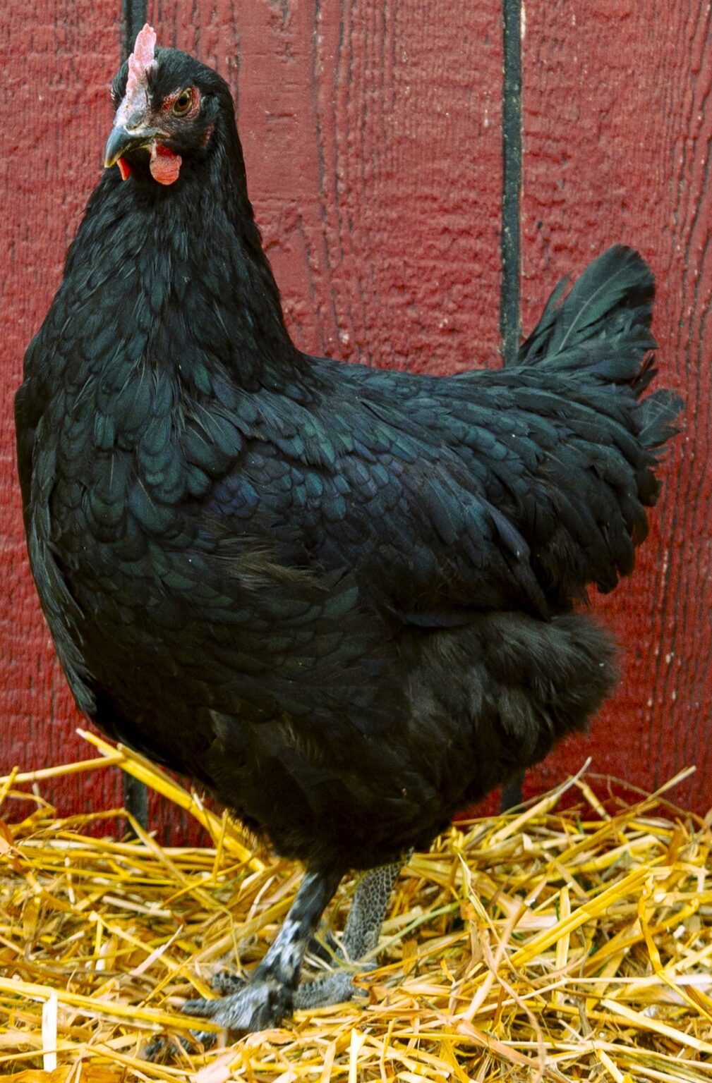 French Black Marans - Dark Brown Egg Layer | Cackle Hatchery®