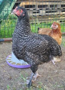 French Cuckoo Marans - Baby Chicks | Cackle Hatchery®
