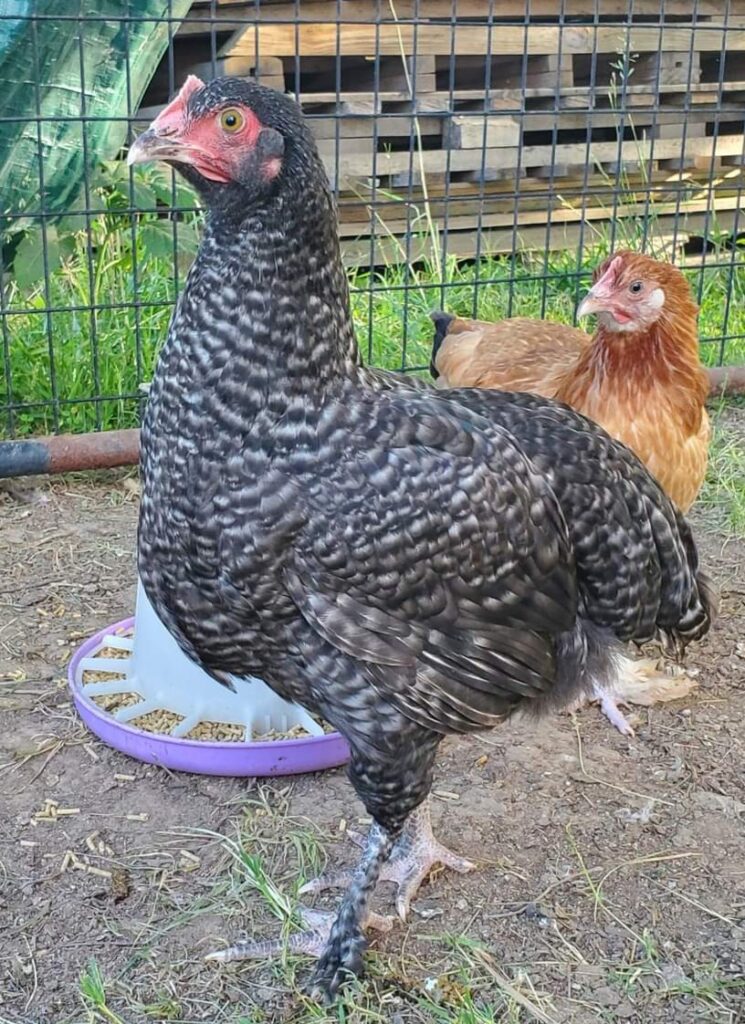 French Cuckoo Marans - Baby Chicks | Cackle Hatchery®