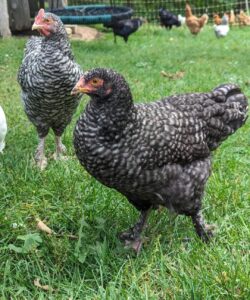 French Cuckoo Marans Chicks | Feather-Legged