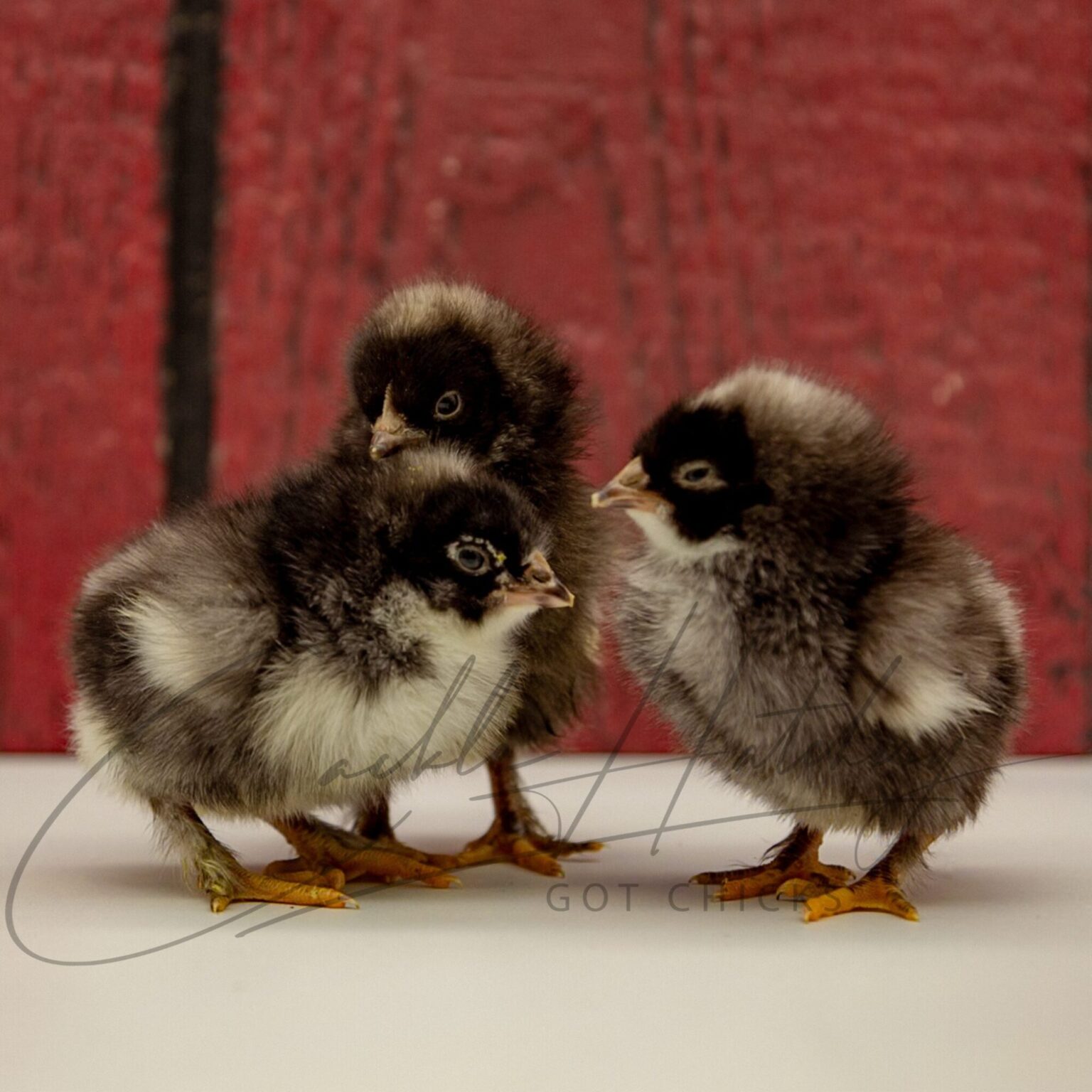 French Cuckoo Marans - Baby Chicks | Cackle Hatchery®