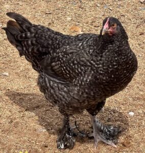 French Cuckoo Marans - Baby Chicks | Cackle Hatchery®