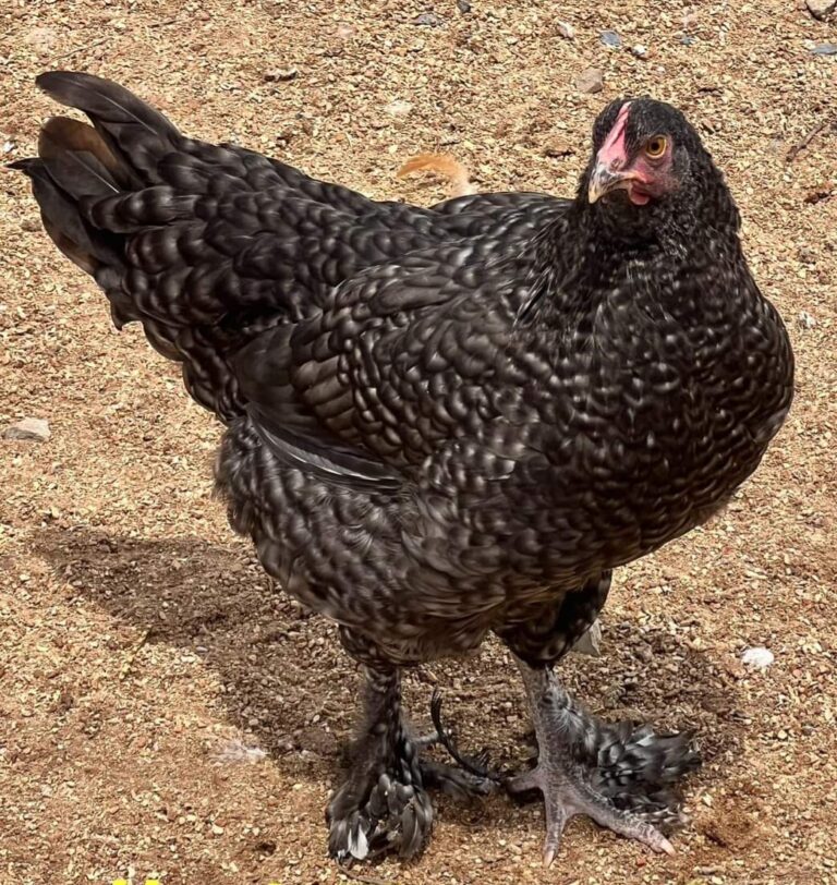 French Cuckoo Marans - Baby Chicks | Cackle Hatchery®