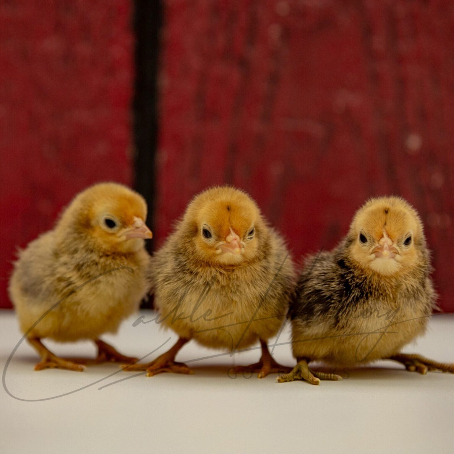 Ginger Red Old English Bantam Chicken | Cackle Hatchery®