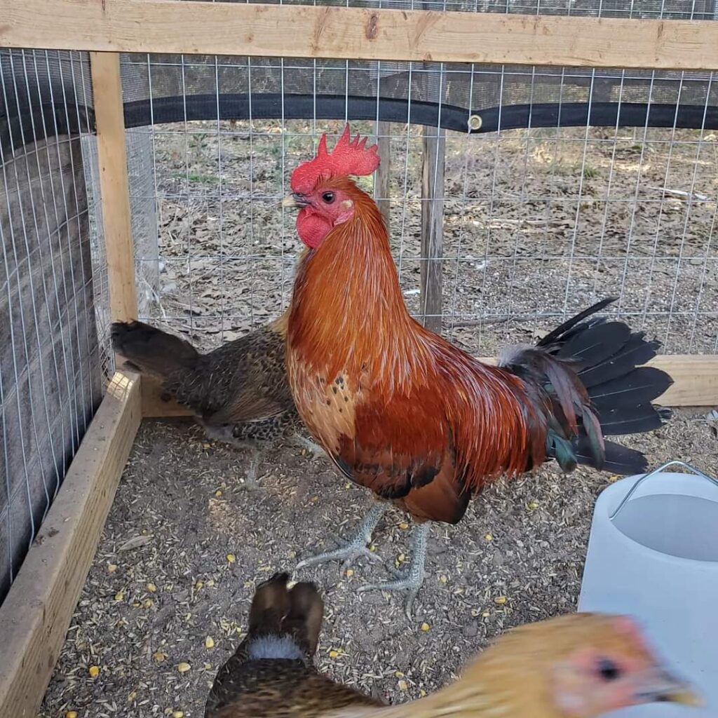 Ginger Red Old English Bantam Chicken | Cackle Hatchery®