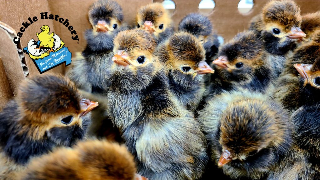 Golden Laced Polish Chicks for Sale - White Egg Layers | Cackle Hatchery®