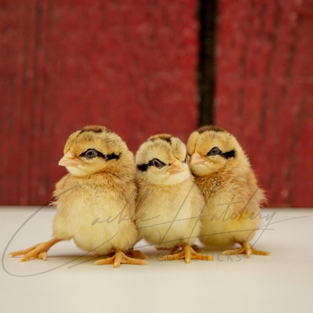 Golden Duckwing Phoenix Bantam Chicks | Cackle Hatchery®