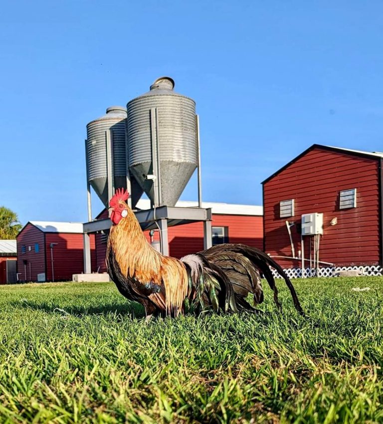 Golden Duckwing Phoenix Chickens | Cackle Hatchery®