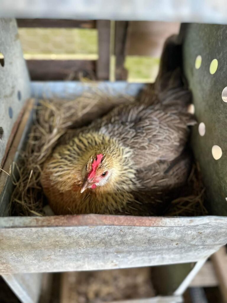 Golden Duckwing Phoenix Chickens | Cackle Hatchery®