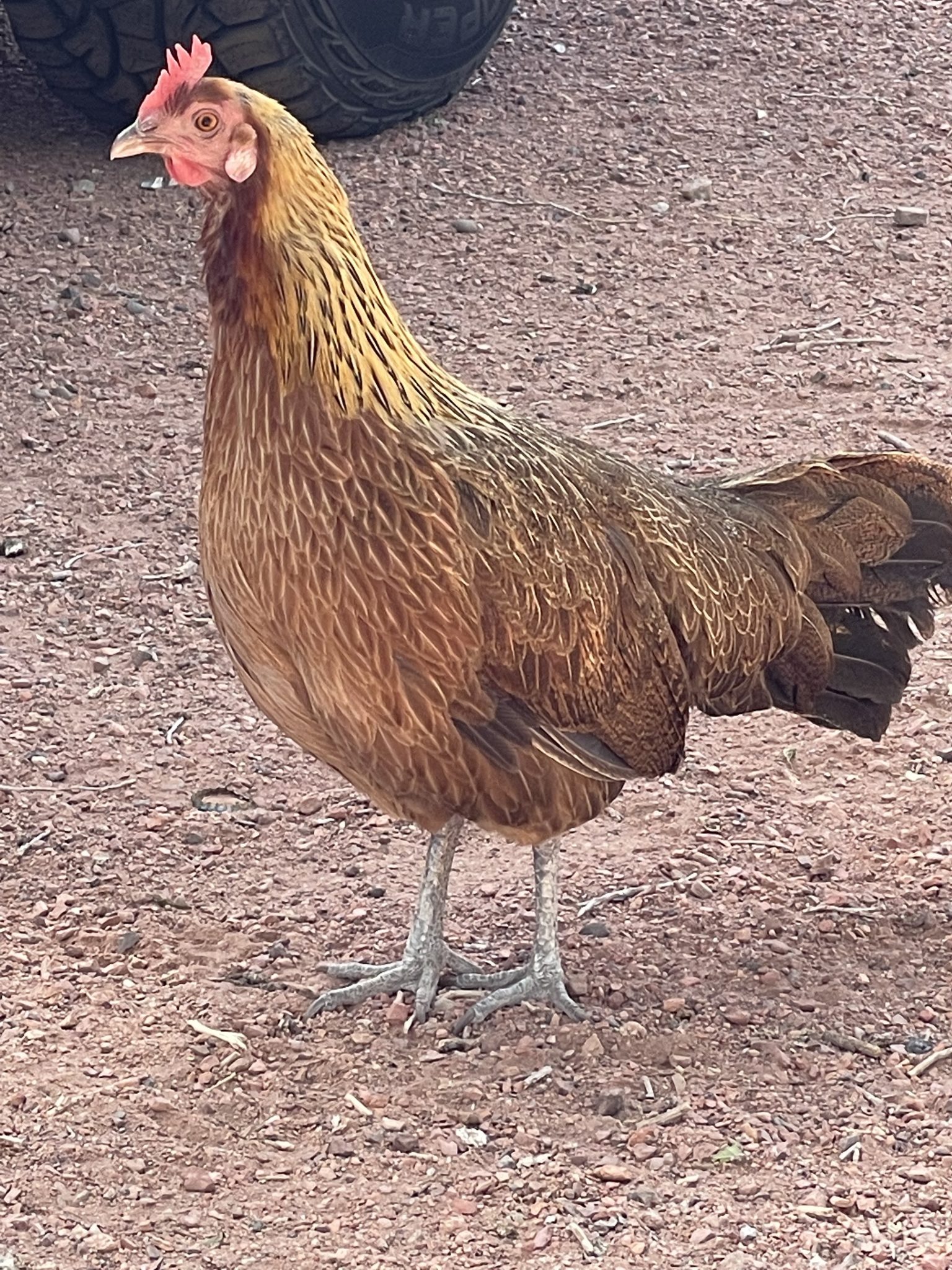 Golden Duckwing Phoenix Chickens | Cackle Hatchery®