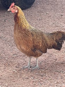 Golden Duckwing Phoenix Chickens | Cackle Hatchery®