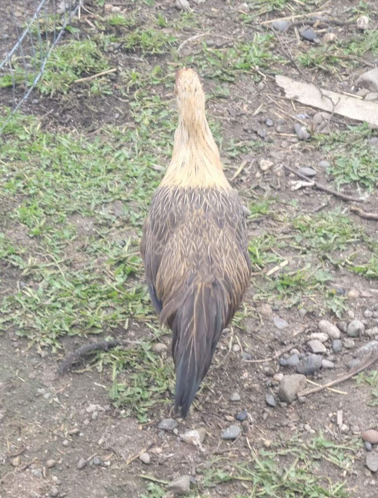 Golden Duckwing Phoenix Chickens | Cackle Hatchery®