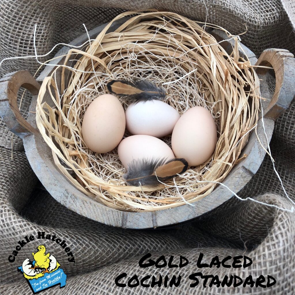 Golden Laced Cochin Standard - Baby Chicks | Cackle Hatchery®