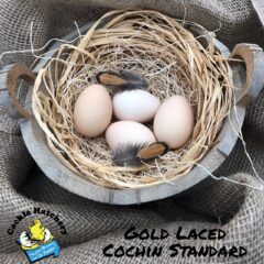 Golden Laced Cochin Standard - Baby Chicks | Cackle Hatchery®