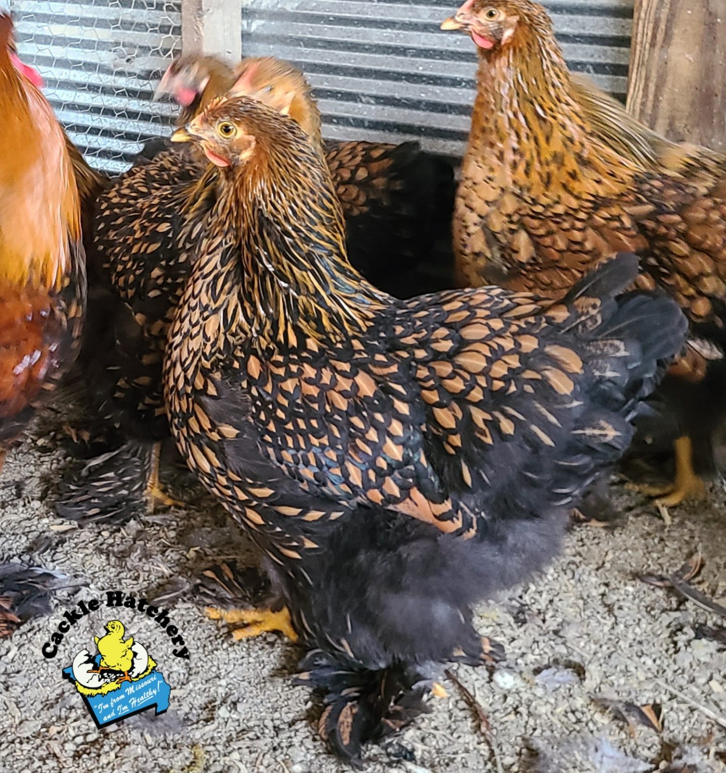 Golden Laced Cochin Standard - Baby Chicks | Cackle Hatchery®