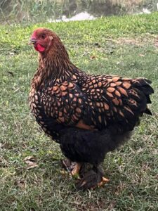 Golden Laced Cochin Standard - Baby Chicks | Cackle Hatchery®