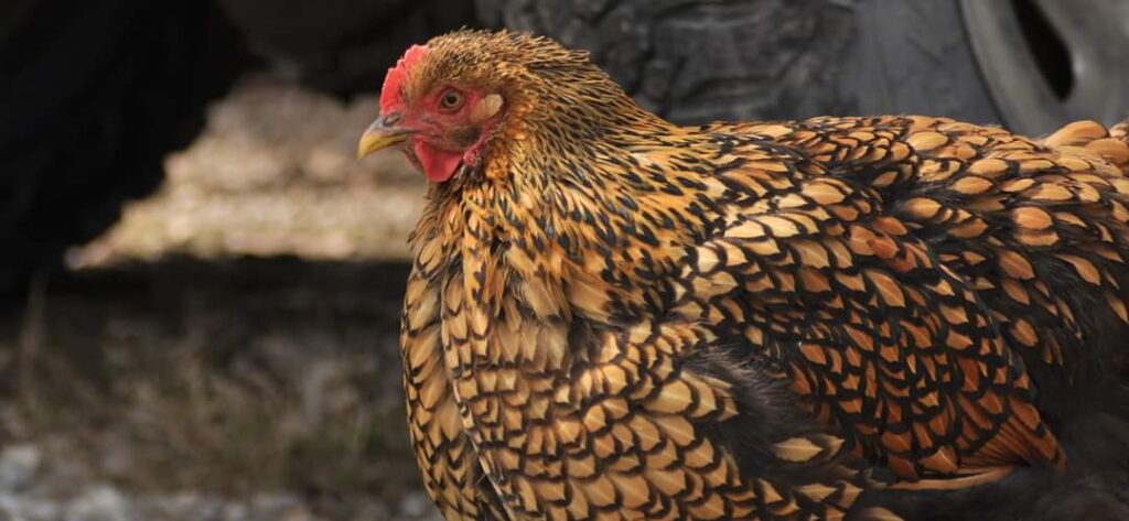 Golden Laced Cochin Standard - Baby Chicks | Cackle Hatchery®
